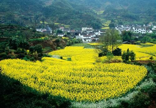 Los 7 mejores lugares para disfrutar de las flores de colza en China ...