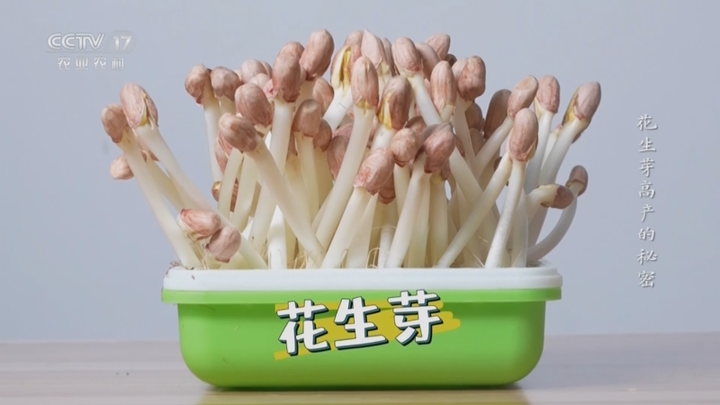 《田间示范秀》 20230514 花生芽高产的秘密