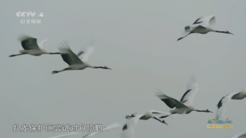 《远方的家》 20260708 中国自然秘境 林海苍翠 鹤舞云天