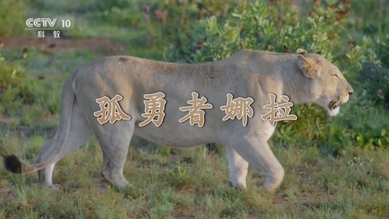 《自然传奇》 20260730 孤勇者娜拉