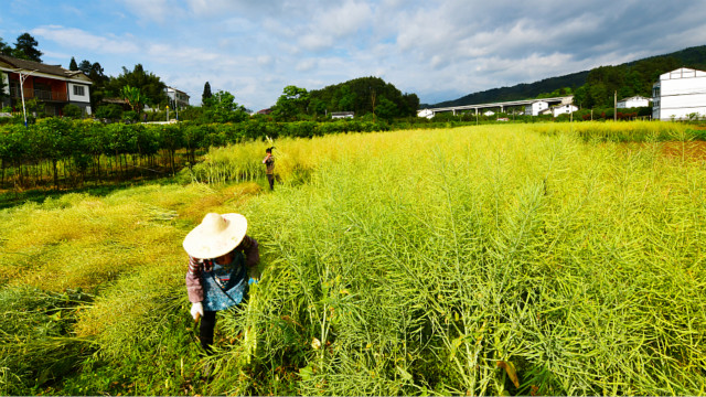 Xi Jinping stresses deepening rural land system reform in new era_英语频道 ...