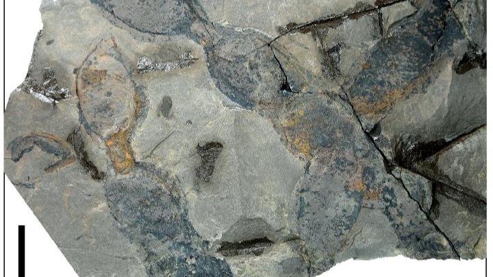Researchers discover 10-mln-year-old fossil of Mucuna genus_英语频道_央视网 ...
