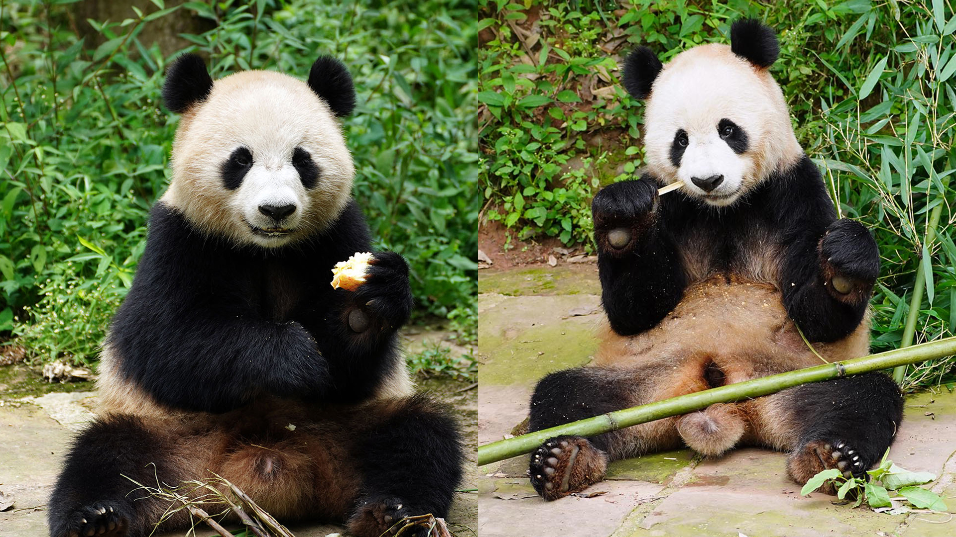 FACETIME DATE WITH THE STAR PANDAS