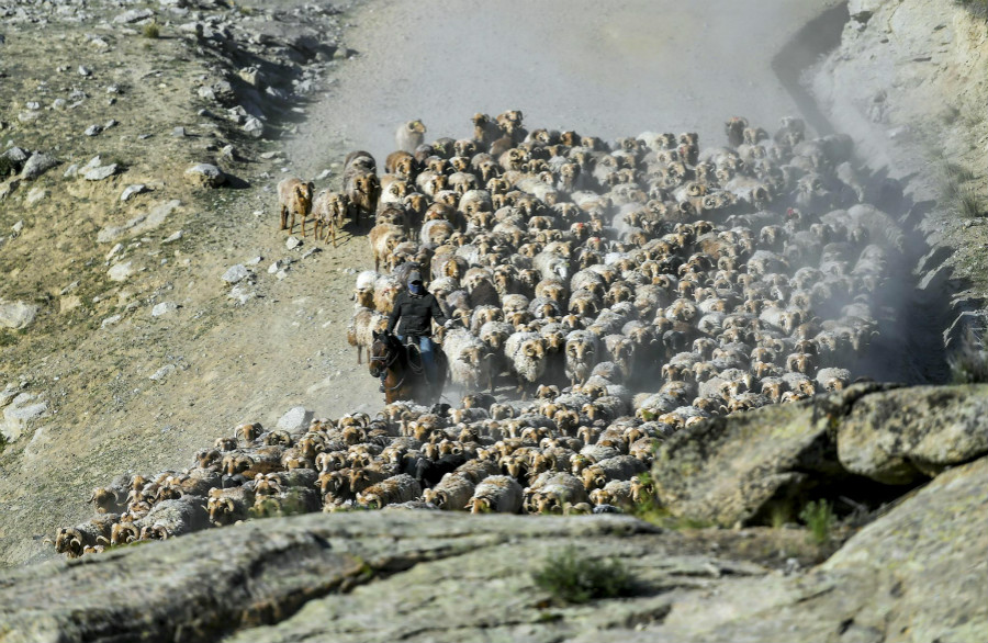 Seasonal livestock migration in Altay_英语频道_央视网(cctv.com)